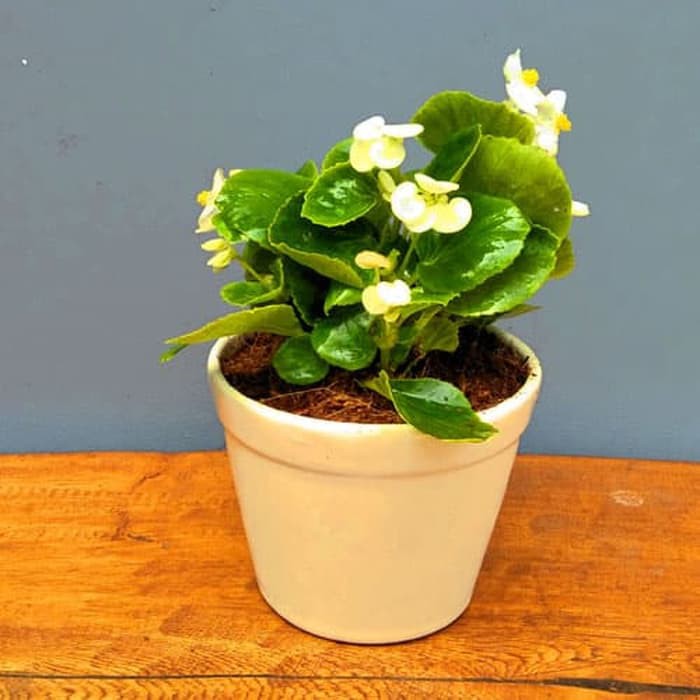 Jual tanaman Begonia bunga putih tumpuk langsung dari petani