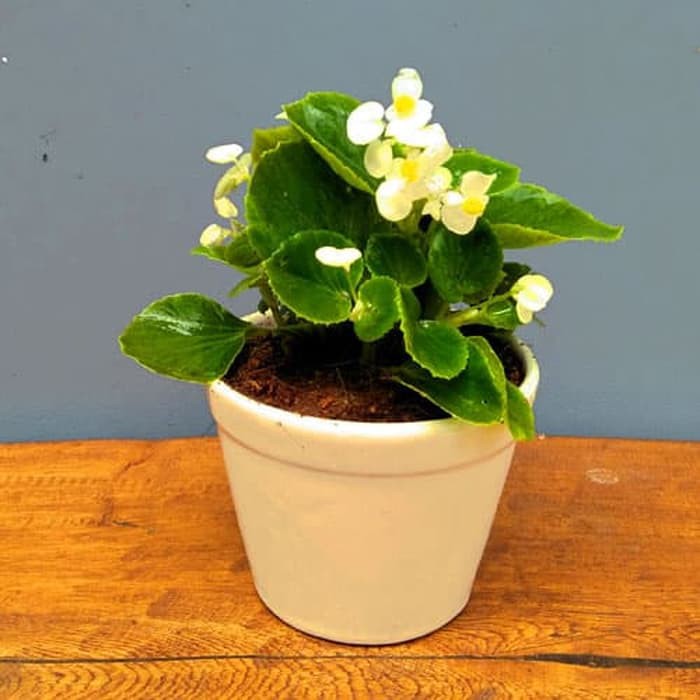 Jual tanaman Begonia bunga putih tumpuk langsung dari petani