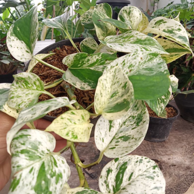 jual tanaman epipremnum marble queen langsung dari petani