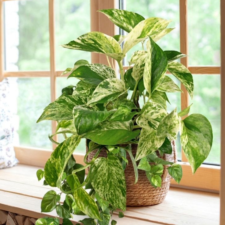 jual tanaman epipremnum marble queen langsung dari petani