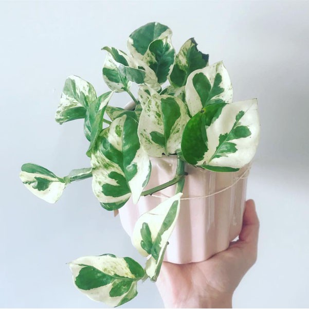 jual Tanaman epipremnum snow queen pothos langsung dari petani