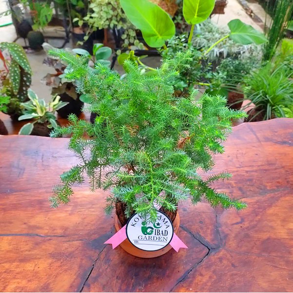 Kokedama Cemara hibernica karya dari desa untuk indonesia