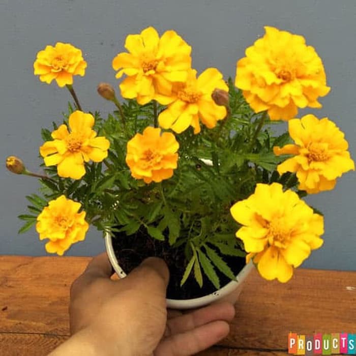 Jual tanaman Suyok bunga kuning langsung dari petani