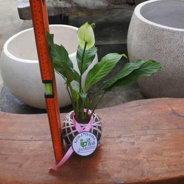 Kokedama bunga peace lily karya dari desa untuk indonesia