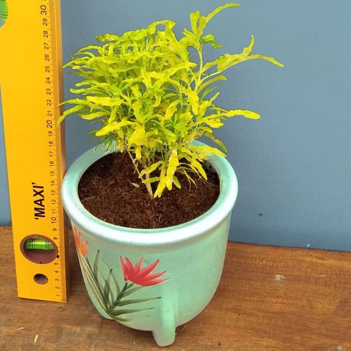 jual tanaman hias akalipa brokoli daun kuning langsung dari petani