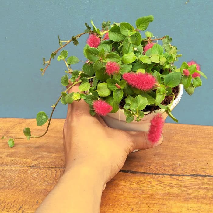 jual tanaman Ulat bunga merah Acalypha steffi langsung dari petani