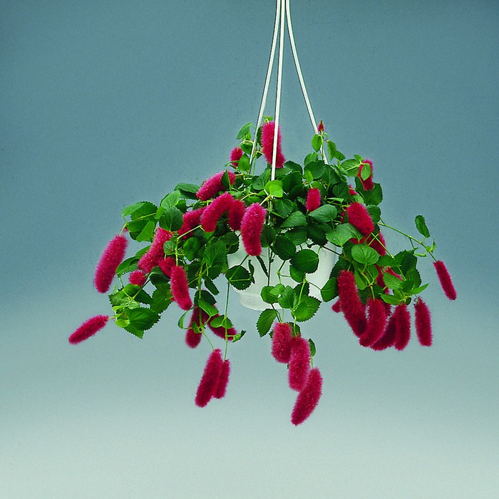 jual tanaman Ulat bunga merah Acalypha steffi langsung dari petani