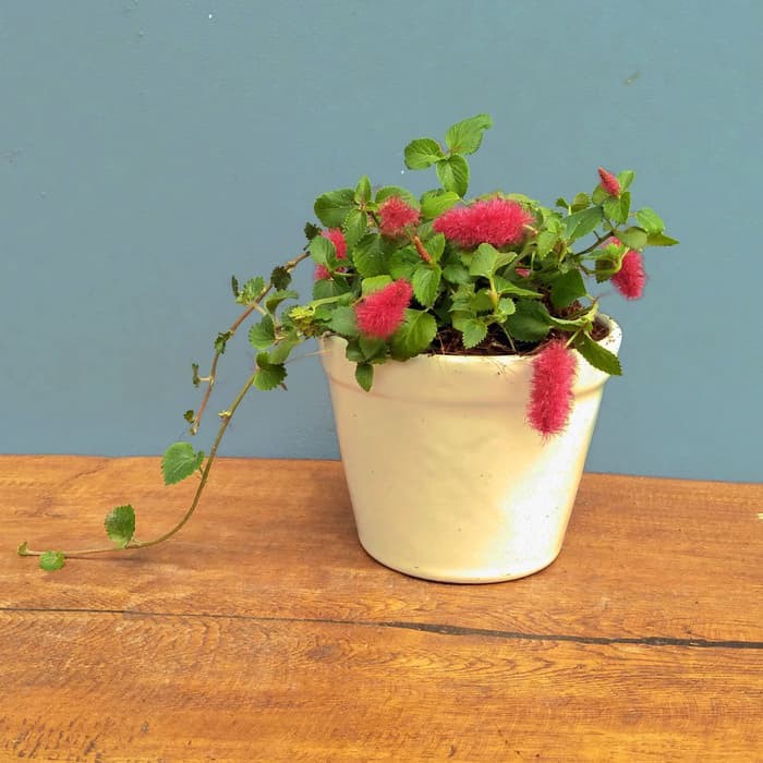 jual tanaman Ulat bunga merah Acalypha steffi langsung dari petani