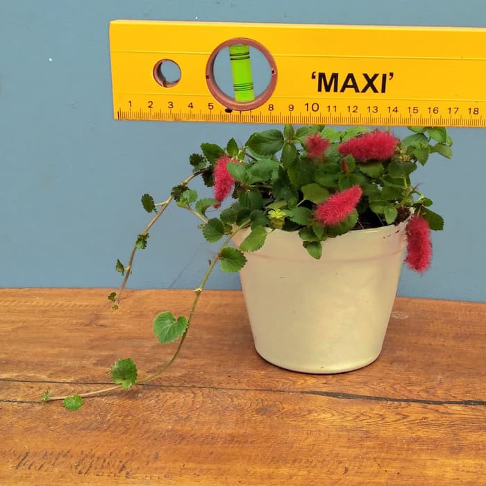 jual tanaman Ulat bunga merah Acalypha steffi langsung dari petani