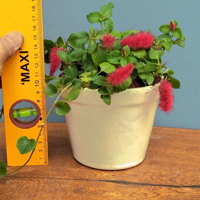 jual tanaman Ulat bunga merah Acalypha steffi langsung dari petani