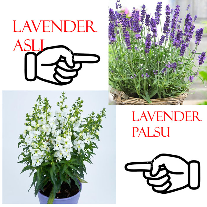 Lavender putih adalah lavender palsu karena dia adalah angelonia