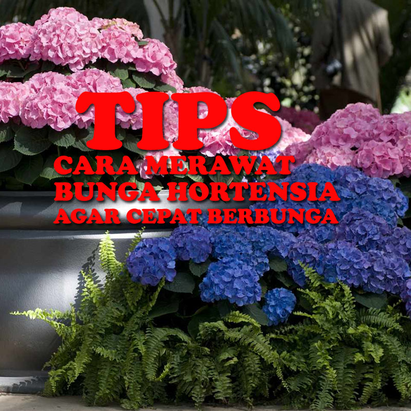 Tips Cara Merawat Bunga Hortensia Agar Cepat Berbunga
