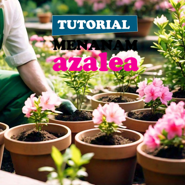 Tutorial cara menanam bunga azalea untuk pemula plus video